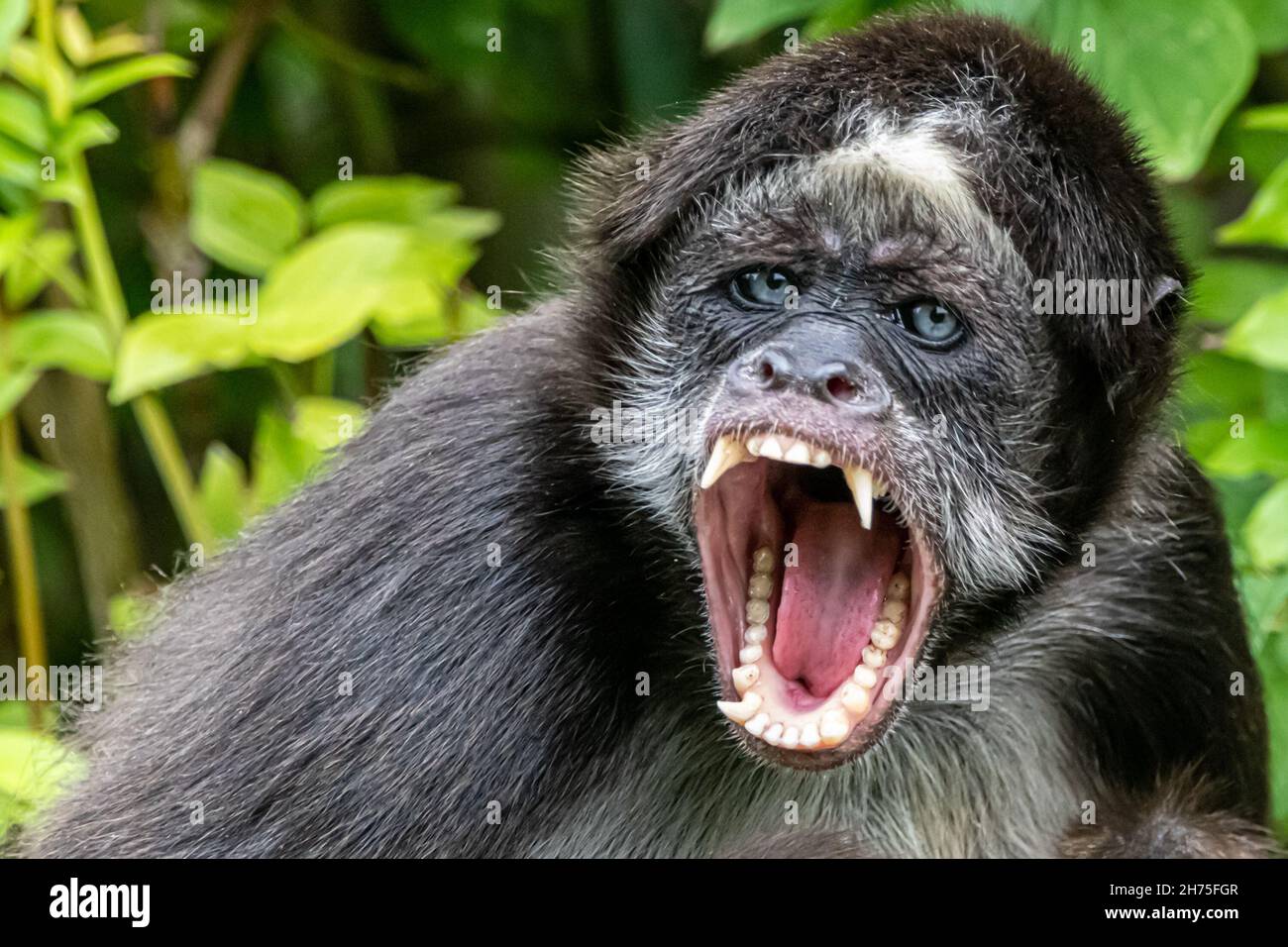 an angry spider monkey sitting in a tree Stock Photo - Alamy