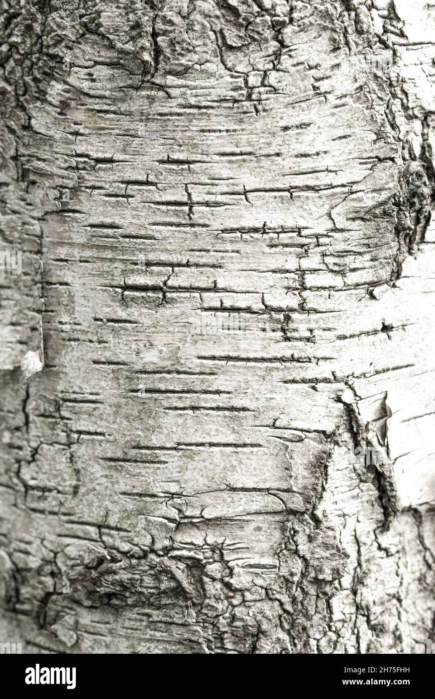 Vertical close-up shot of a tree trunk patterns Stock Photo - Alamy