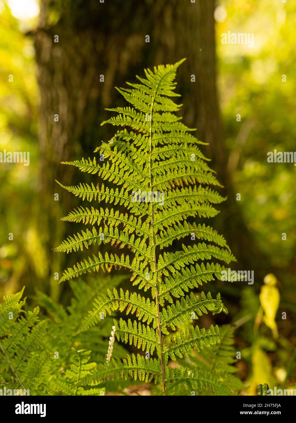 Vertical close-up shot of a fern plant leaf with a background of a tree ...