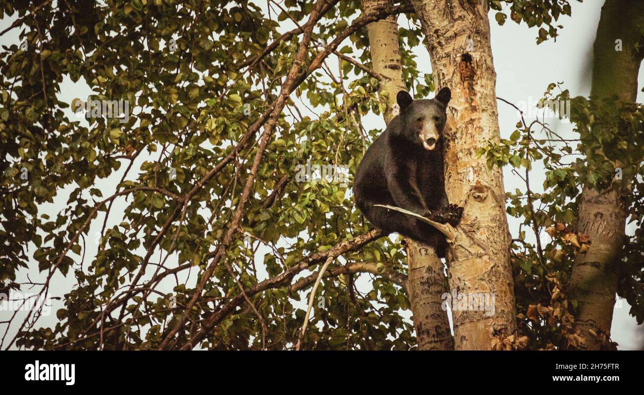 Black bear up a tree escaping a dog, in Kinbasket BC Stock Photo - Alamy