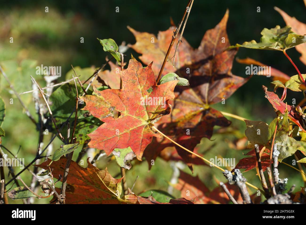 Closeup shot of leaves of an autumn maple tree Stock Photo - Alamy