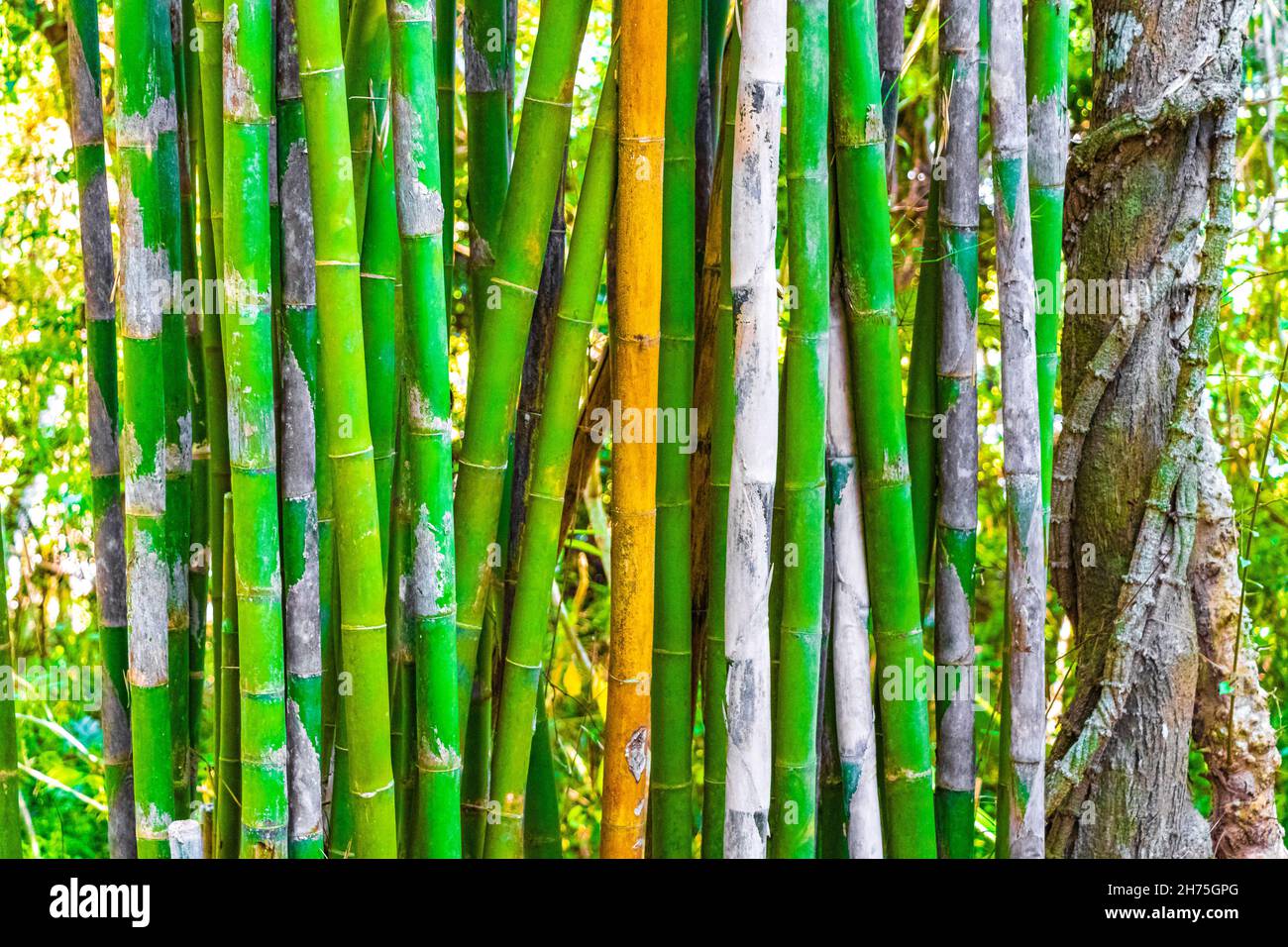 Green yellow bamboo trees in tropical forest of Luang Prabang Laos ...