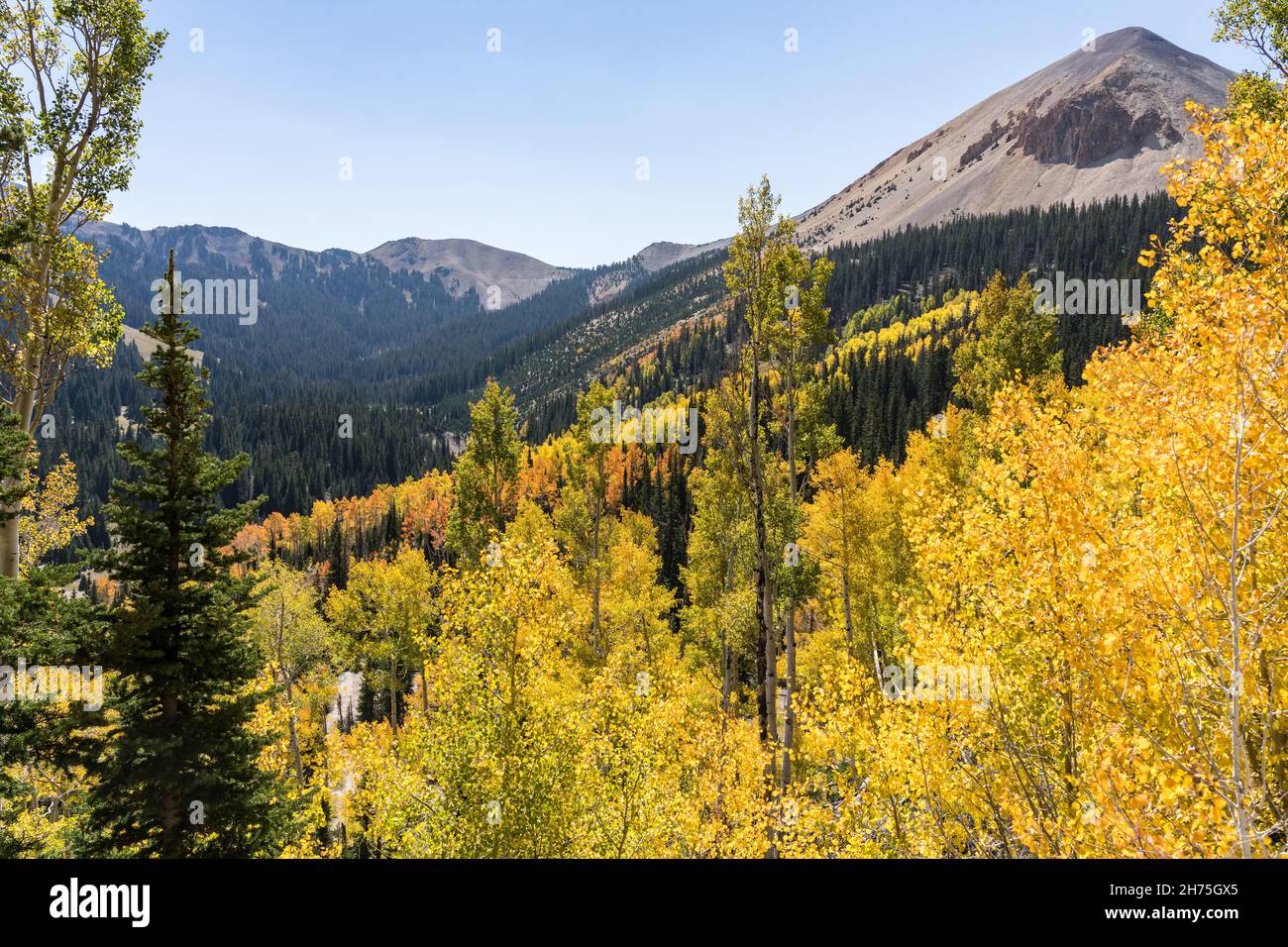 Aspen trees in fall color in the autumn in the Fishlake National Forest ...