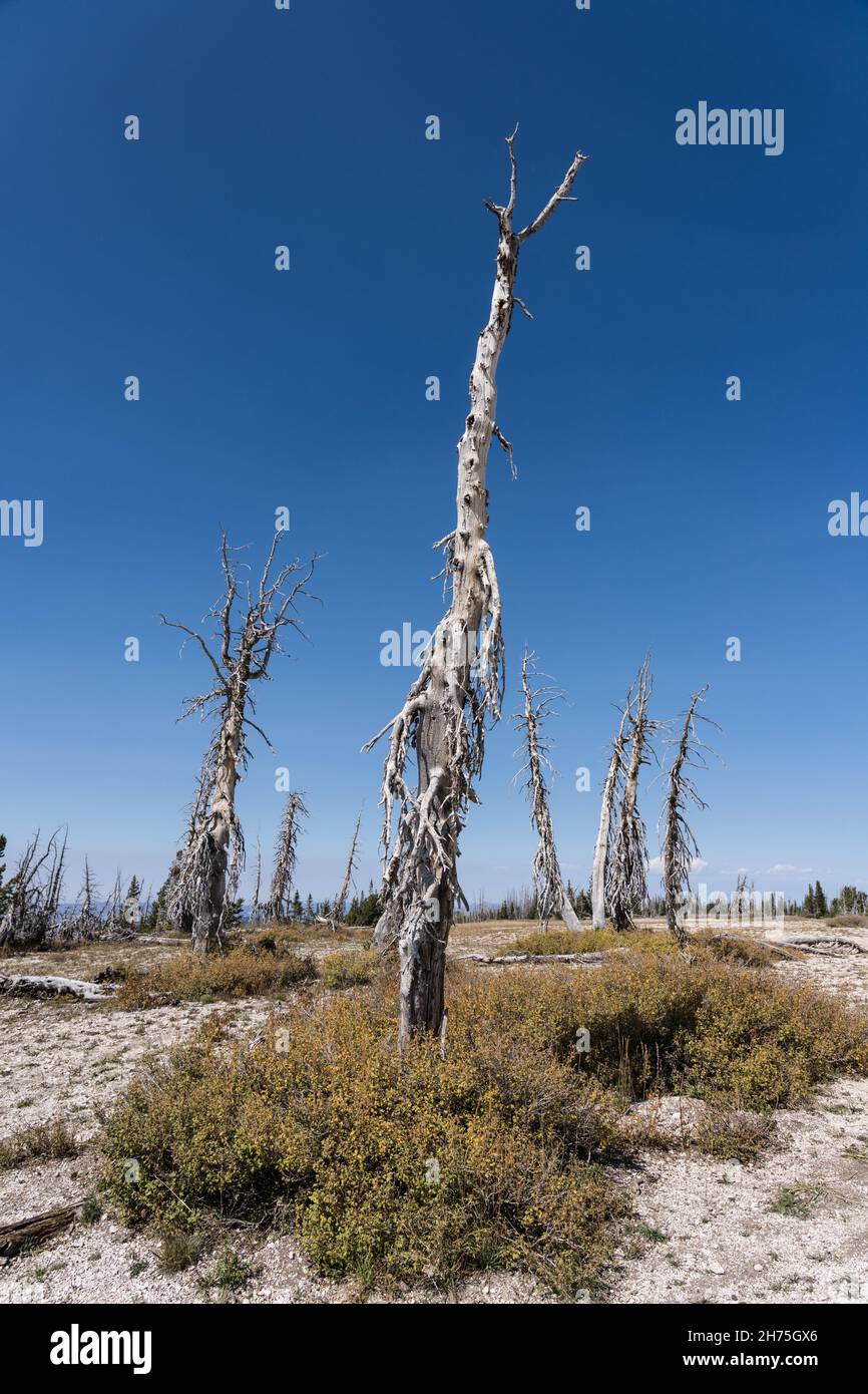 Dead fir trees killed by the pine bark beetle in the Manti-La Sal ...