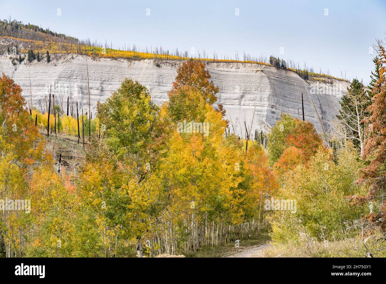 Aspen trees in fall color in the autumn in the Manti-La Sal National ...