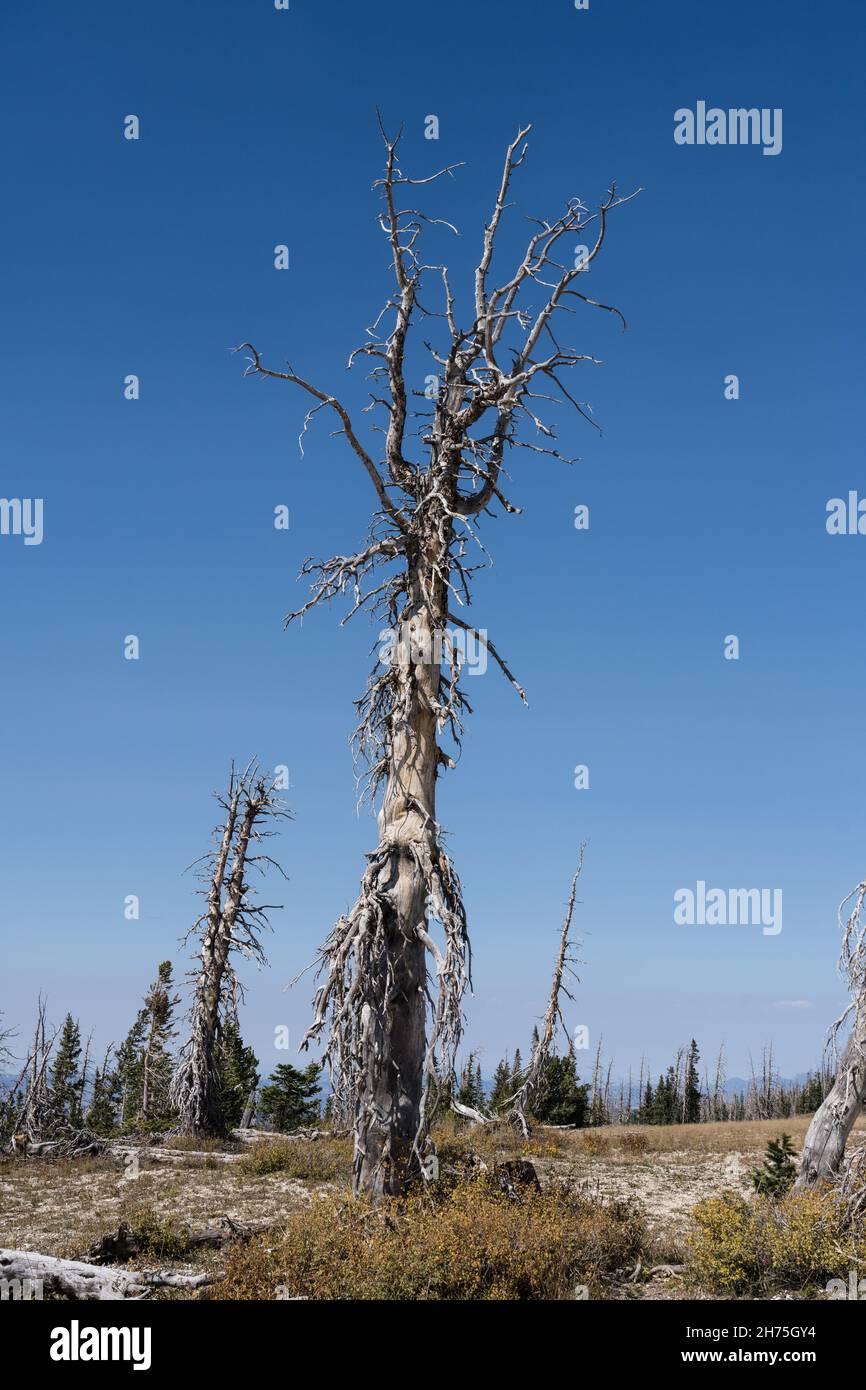 Dead fir trees killed by the pine bark beetle in the Manti-La Sal ...