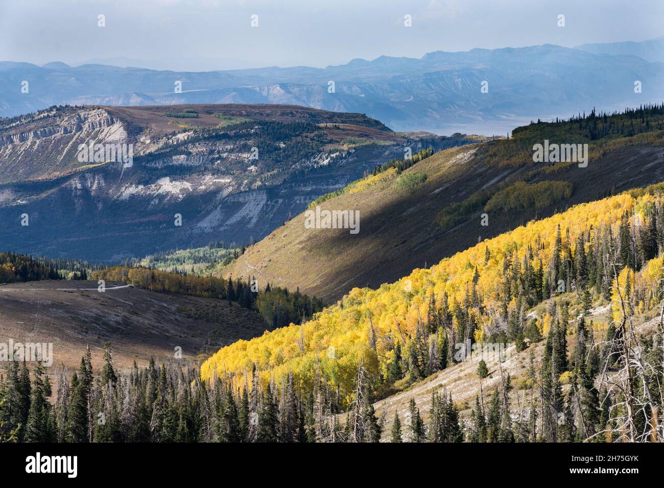 Aspen trees in fall color in the autumn in the Manti-La Sal National ...