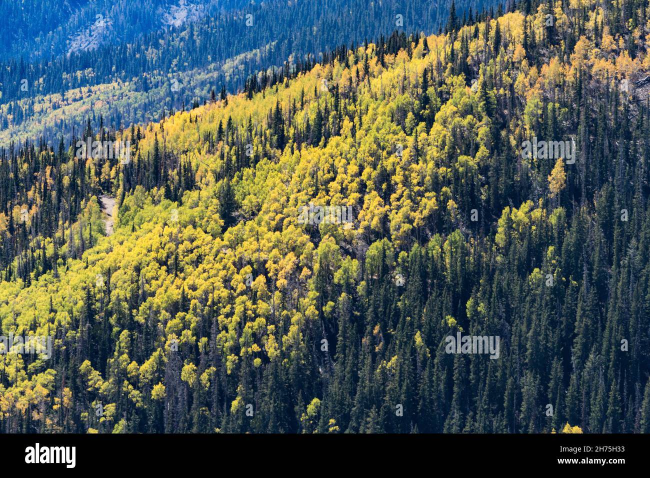 Aspen trees in fall color with conifer trees in the Fishlake National ...