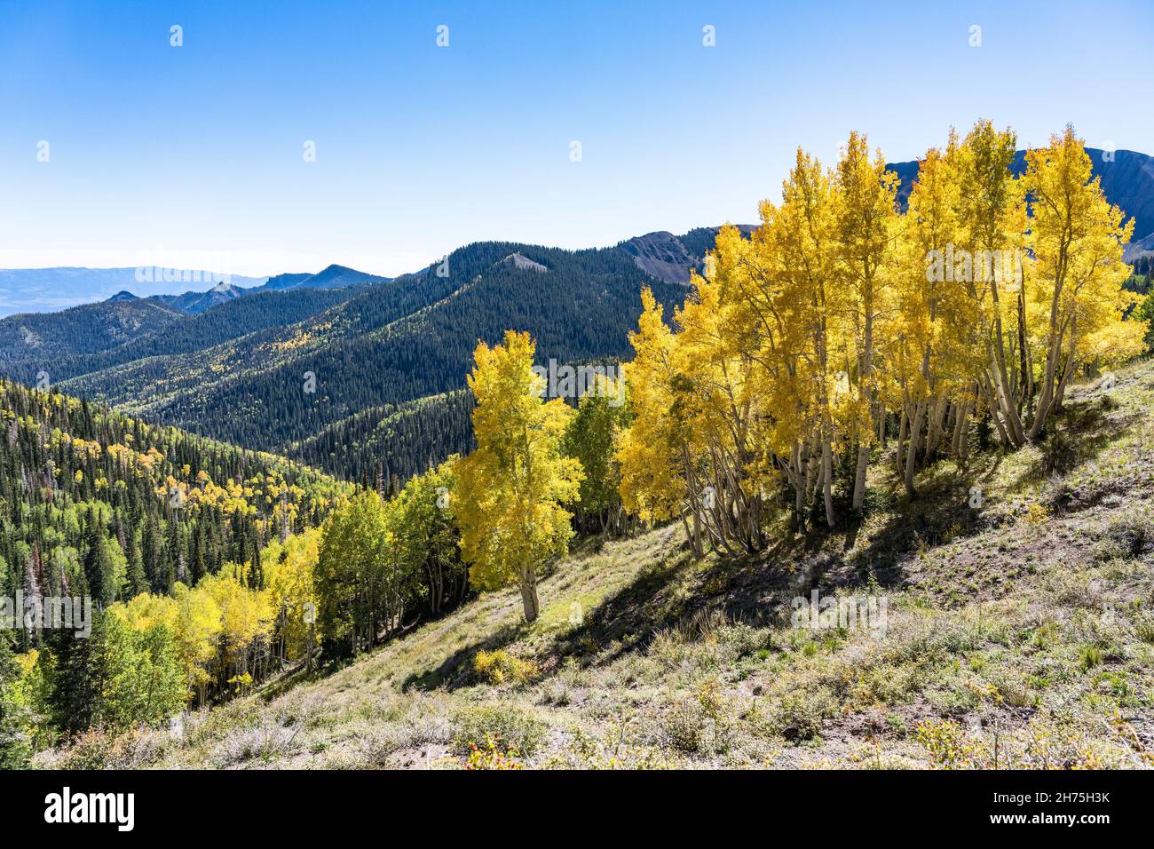 Aspen trees in fall color with conifer trees in the Fishlake National ...