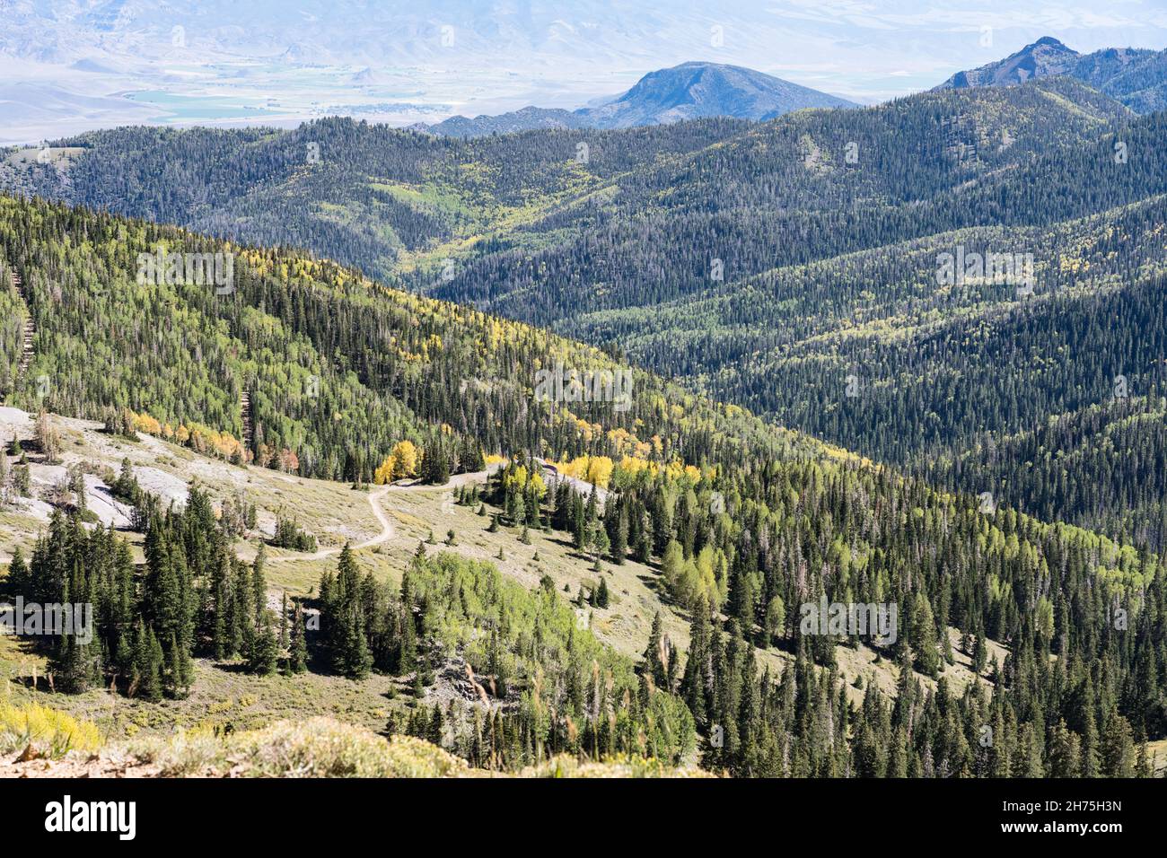 Aspen trees in fall color with conifer trees in the Fishlake National ...