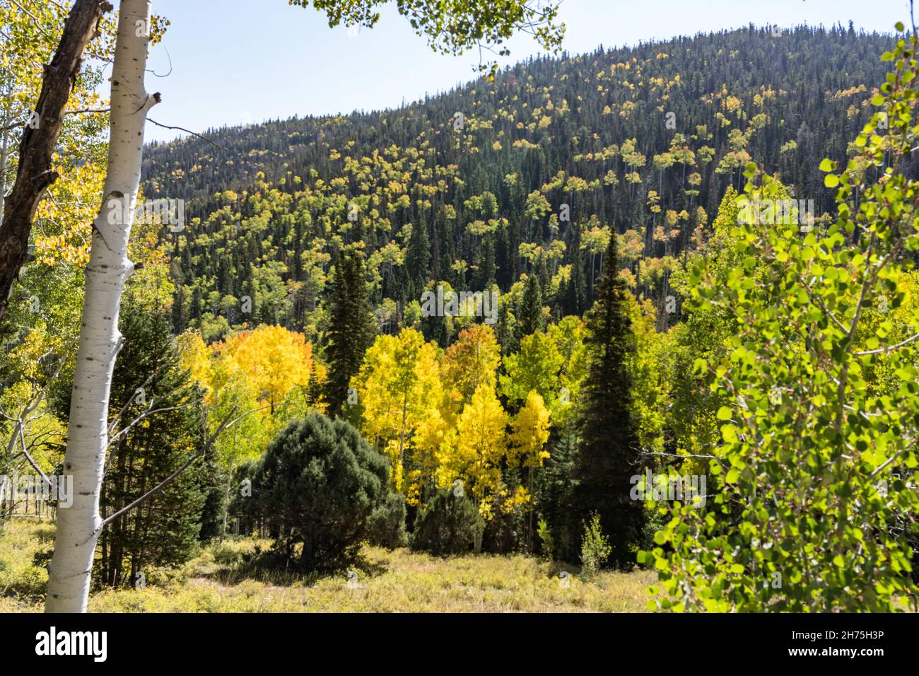 Aspen trees in fall color in the autumn in the Fishlake National Forest ...