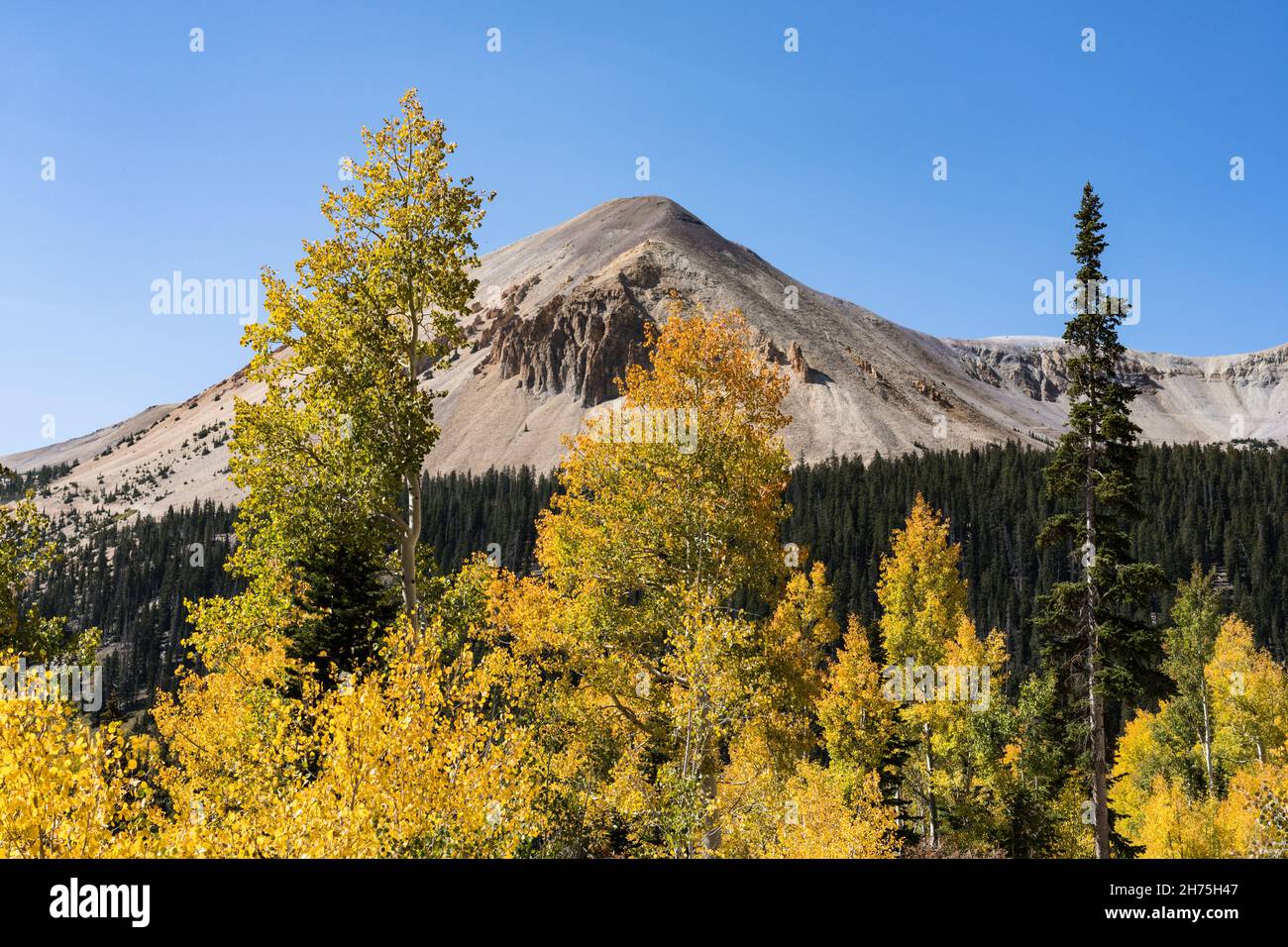 Aspen trees in fall color in the autumn in the Fishlake National Forest ...