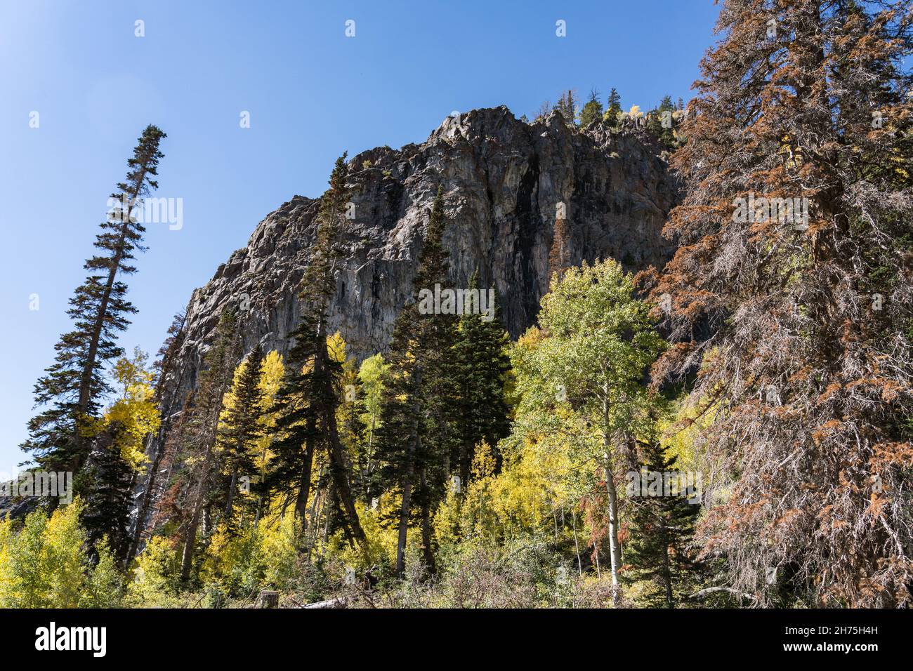 Aspen trees in fall color in the autumn in the Fishlake National Forest ...