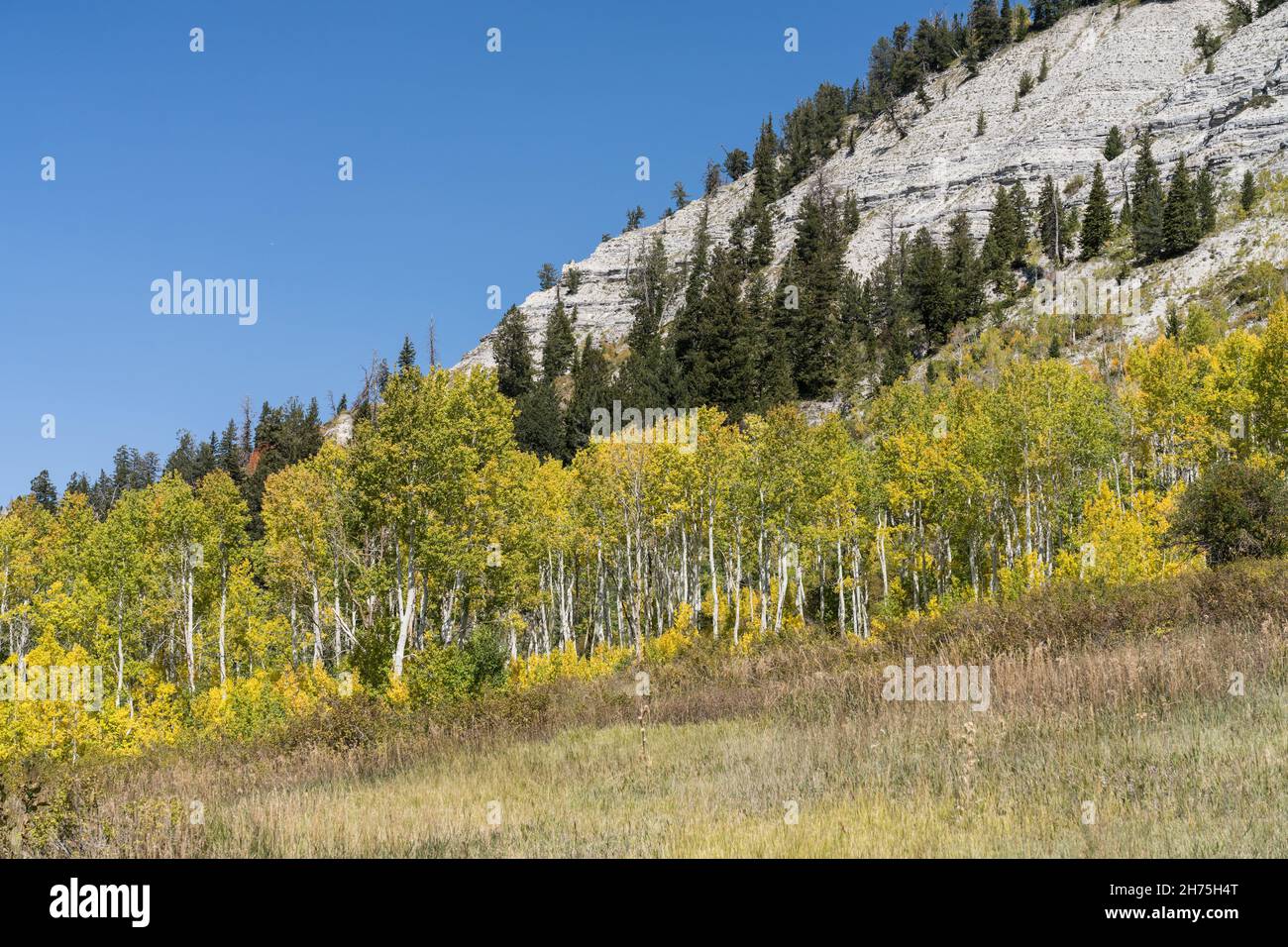 Aspen trees in fall color in the autumn in the Manti-La Sal National ...