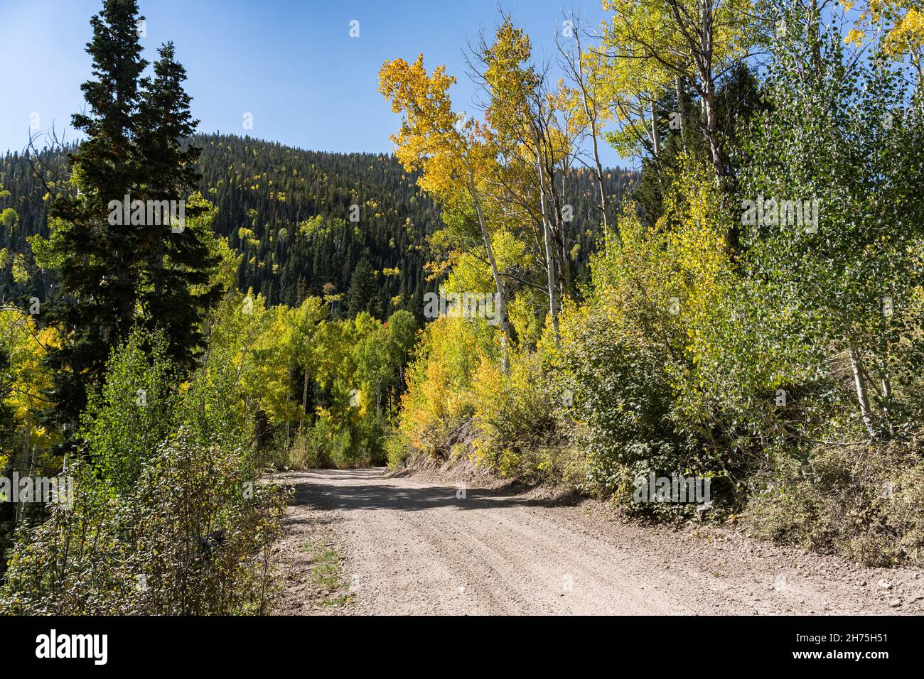 Mountain road through aspen trees in fall color. Fishlake National ...