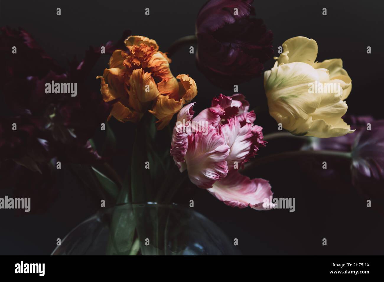 Bunch of Parrot Style Tulips Stock Photo - Alamy