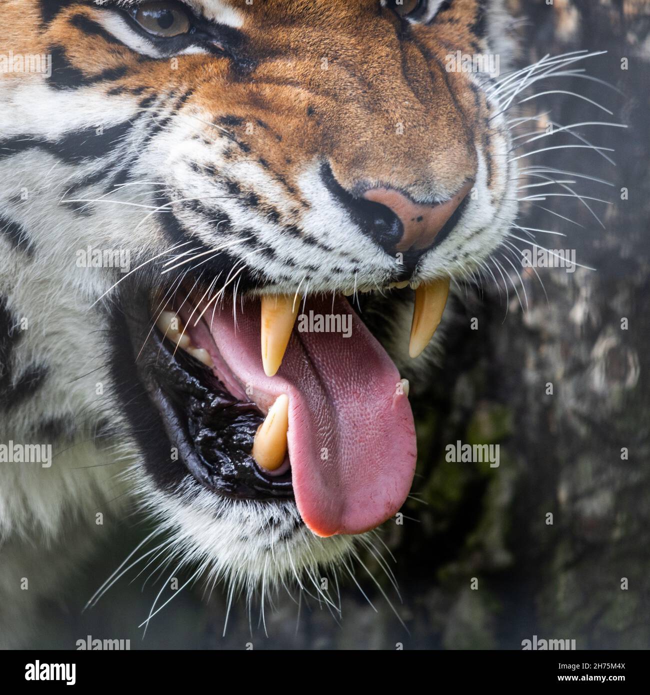 Tiger roaring aggressively in its natural habitat Stock Photo - Alamy
