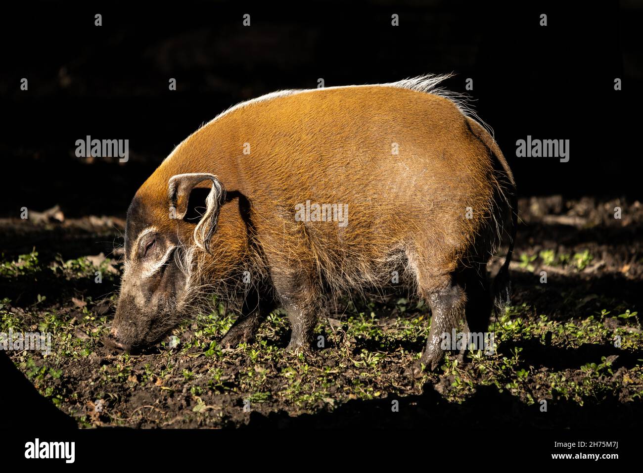 Eating farm hi-res stock photography and images - Alamy
