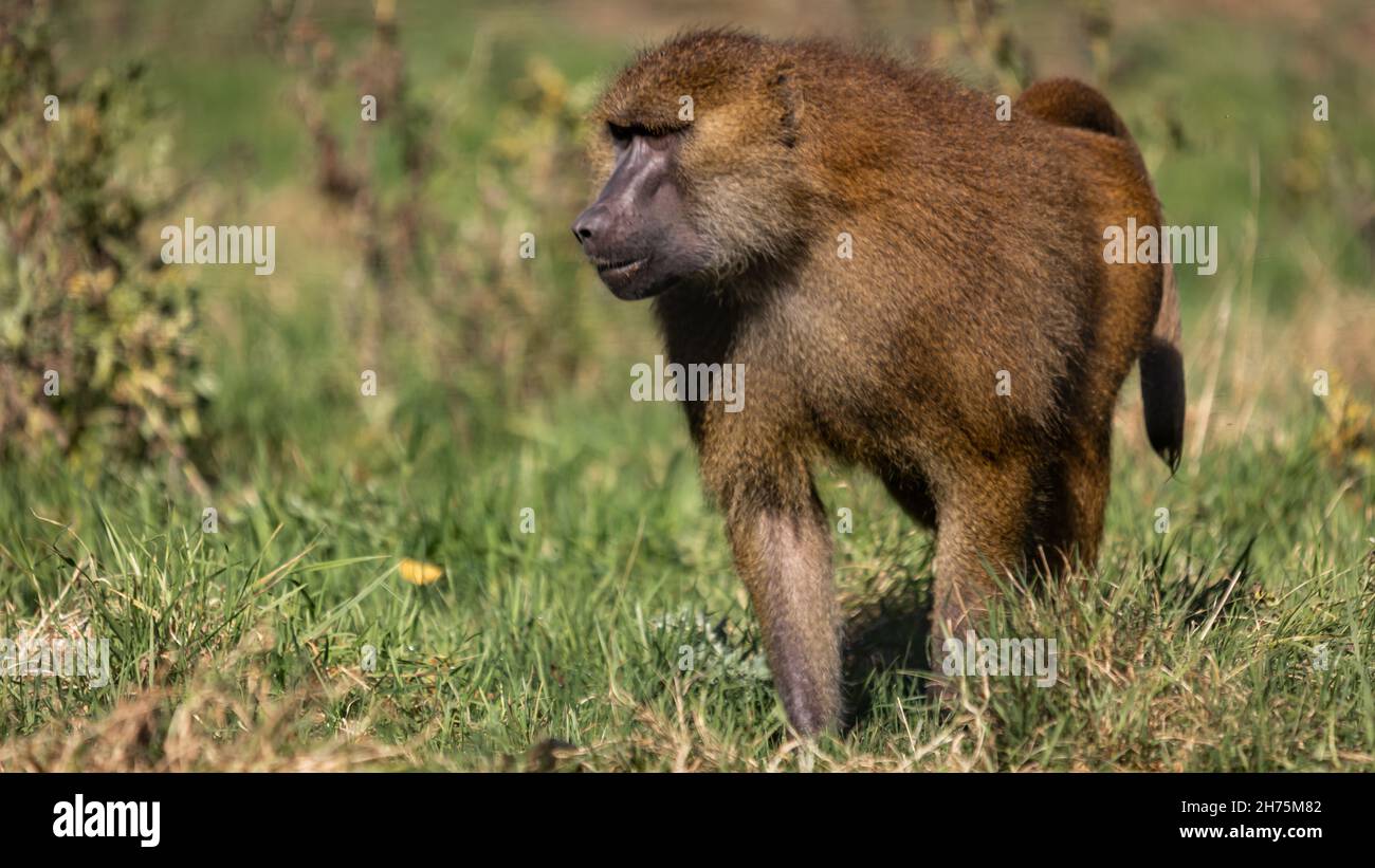 Brown Guinea Baboon Walking In Its Natural Habitat Stock Photo Alamy