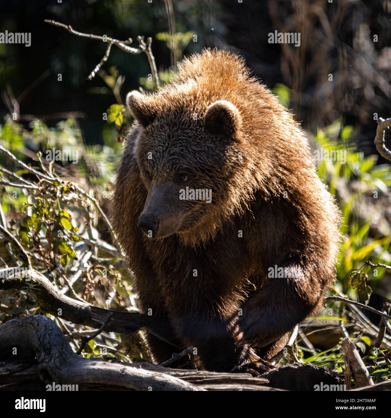 Brown bear in its natural habitat Stock Photo - Alamy