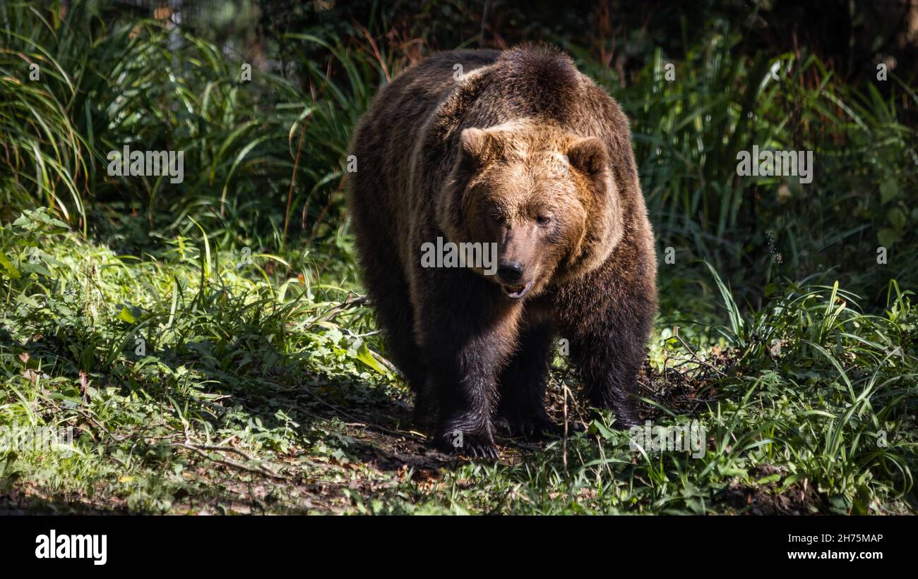 Brown bear in its natural habitat Stock Photo - Alamy