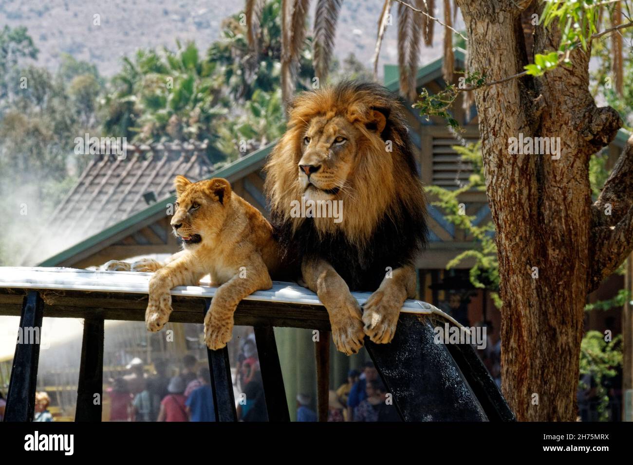 Pair of lions leaning on a railing under a tree Stock Photo - Alamy