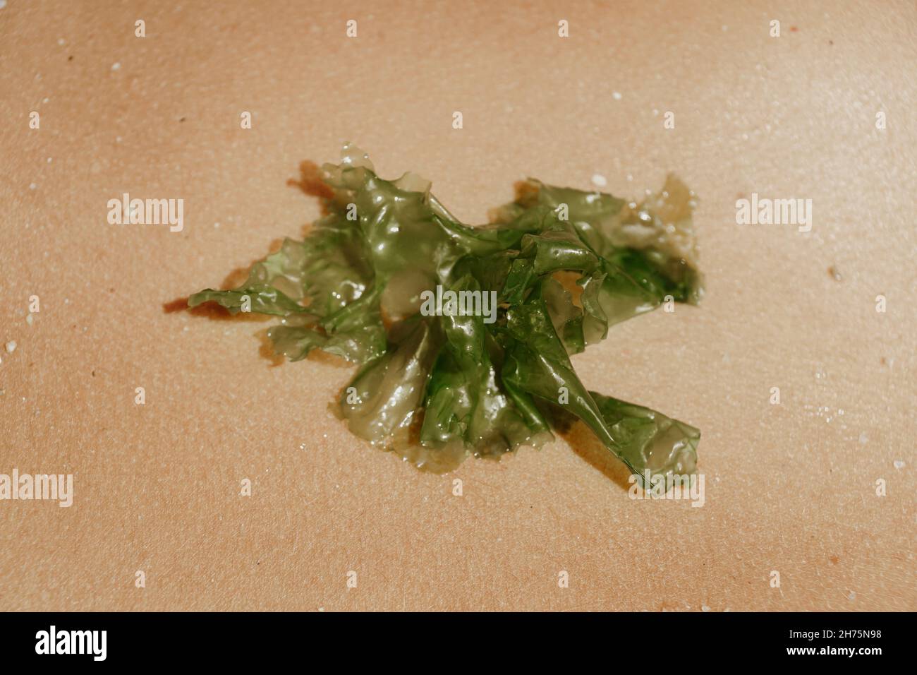 Closeup shot of green seaweed on the human skin under the light Stock ...
