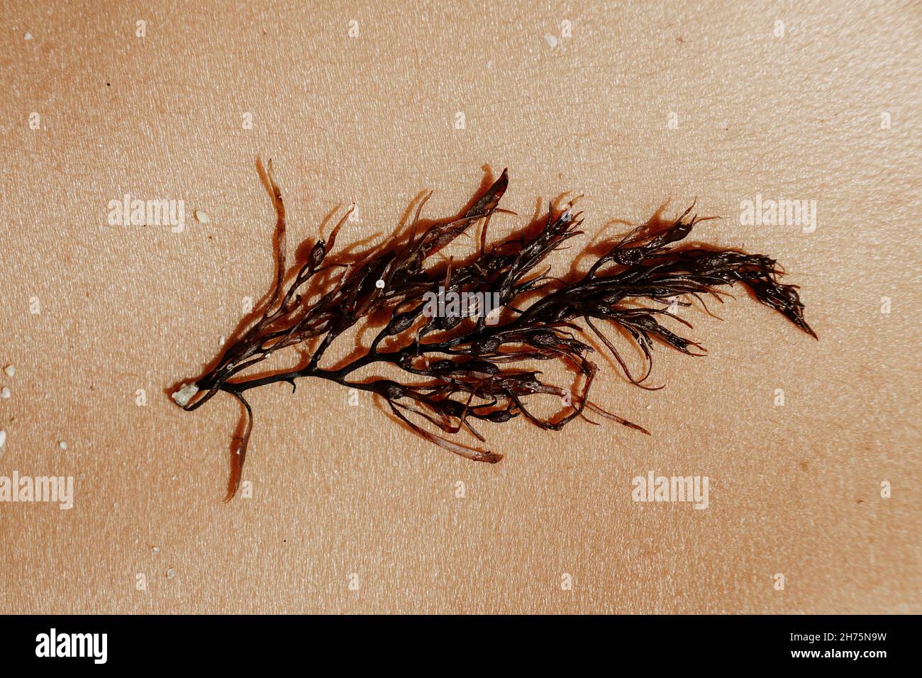 Closeup shot of seaweed on the human skin under the light Stock Photo ...