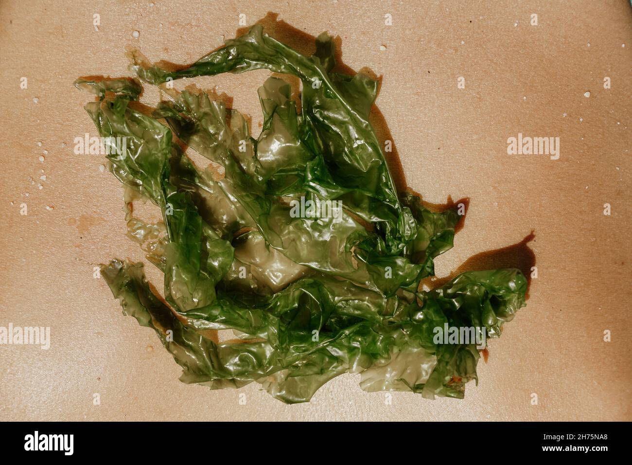 Closeup shot of green seaweed on the human skin under the light Stock ...