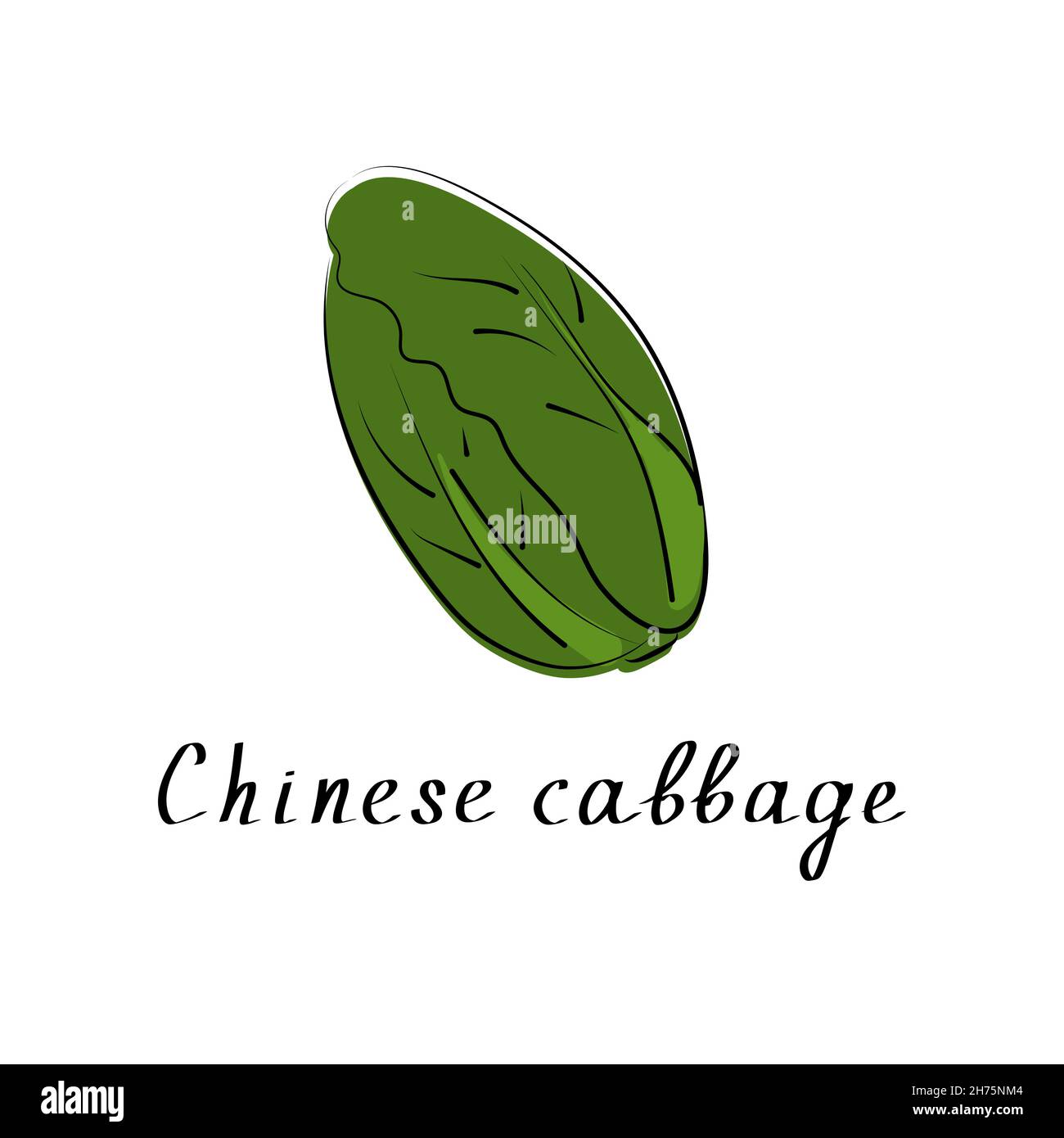 Cabbage Leaf Illustration