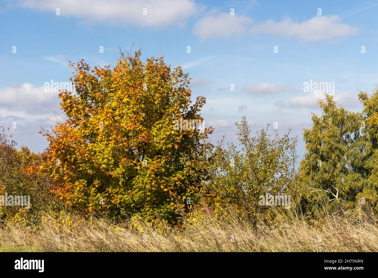 Autumn view vitosha mountain hi-res stock photography and images - Alamy