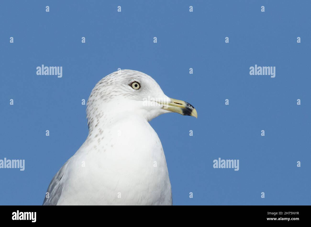 Ring billed gull larus hi-res stock photography and images - Alamy