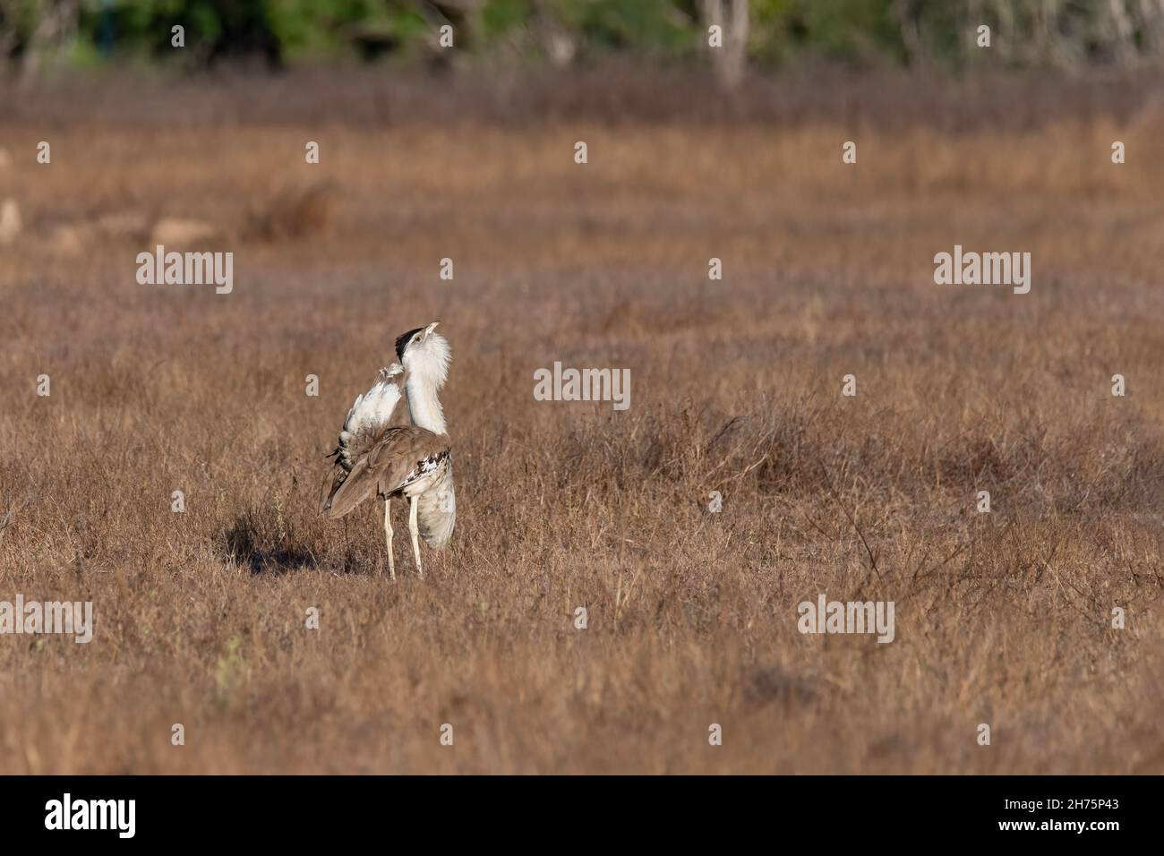 Australian Bustard Ardeotis australis Mount Carbine, Queensland ...