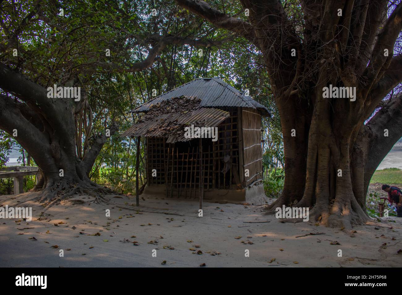 The temple is under the banyan tree by the river. This is the river ...