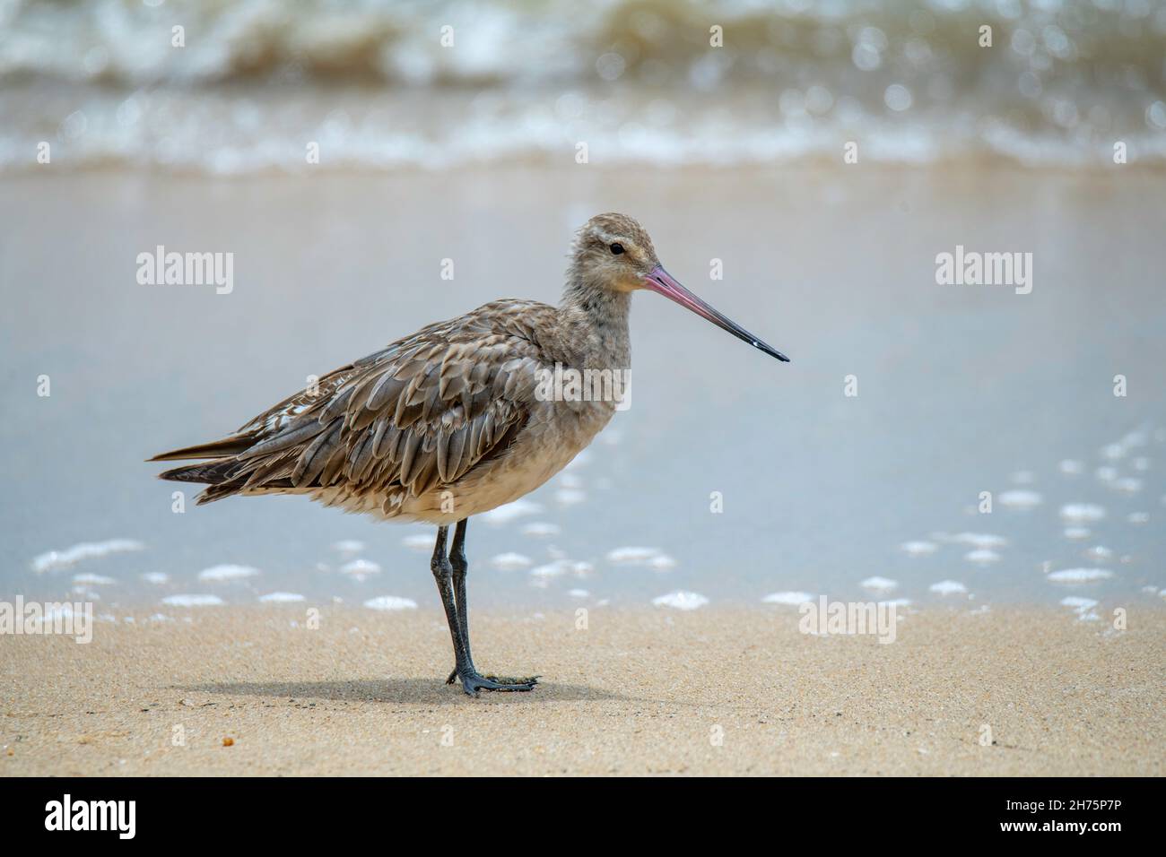 Bar-tailed Godwit Limosa lapponica Cains, Queensland, Australia 31 ...