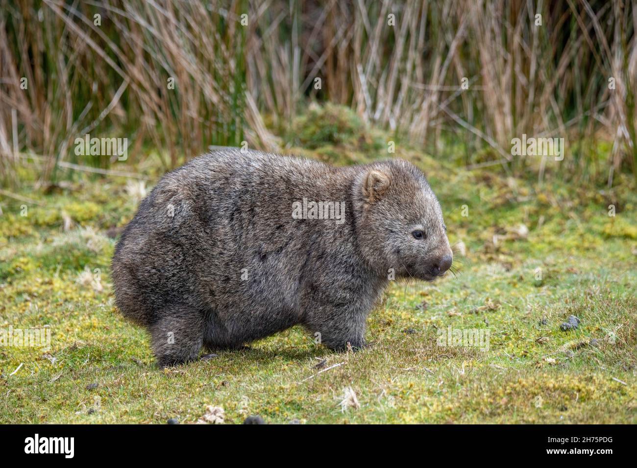 Common Wombat Vombatus ursinus Cradle Mountain National Park, Tasmania ...