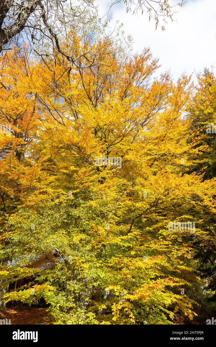 Amazing autumn view vitosha hi-res stock photography and images - Alamy