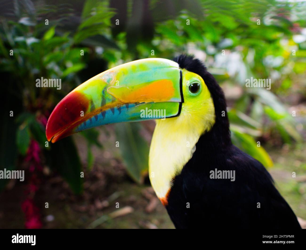 Animal animales pájaro hi-res stock photography and images - Alamy