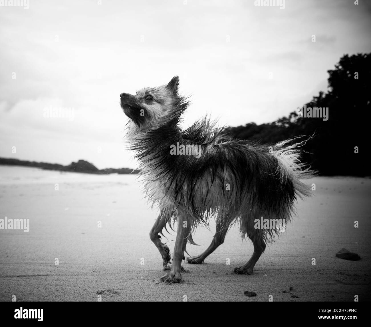 Animal animales perro hi-res stock photography and images - Alamy