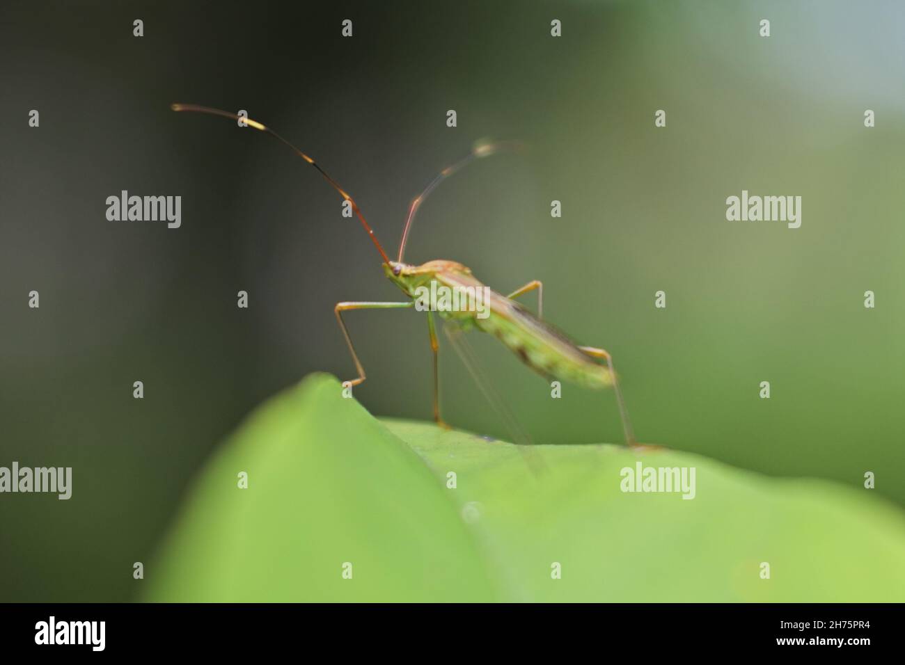 Trigonotylus ruficornis hi-res stock photography and images - Alamy