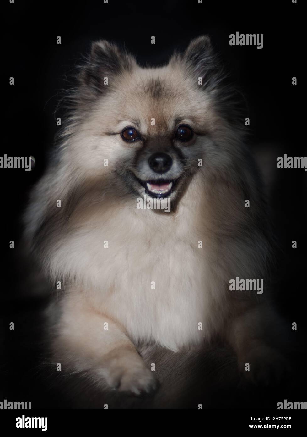 Animal animales perro hi-res stock photography and images - Alamy