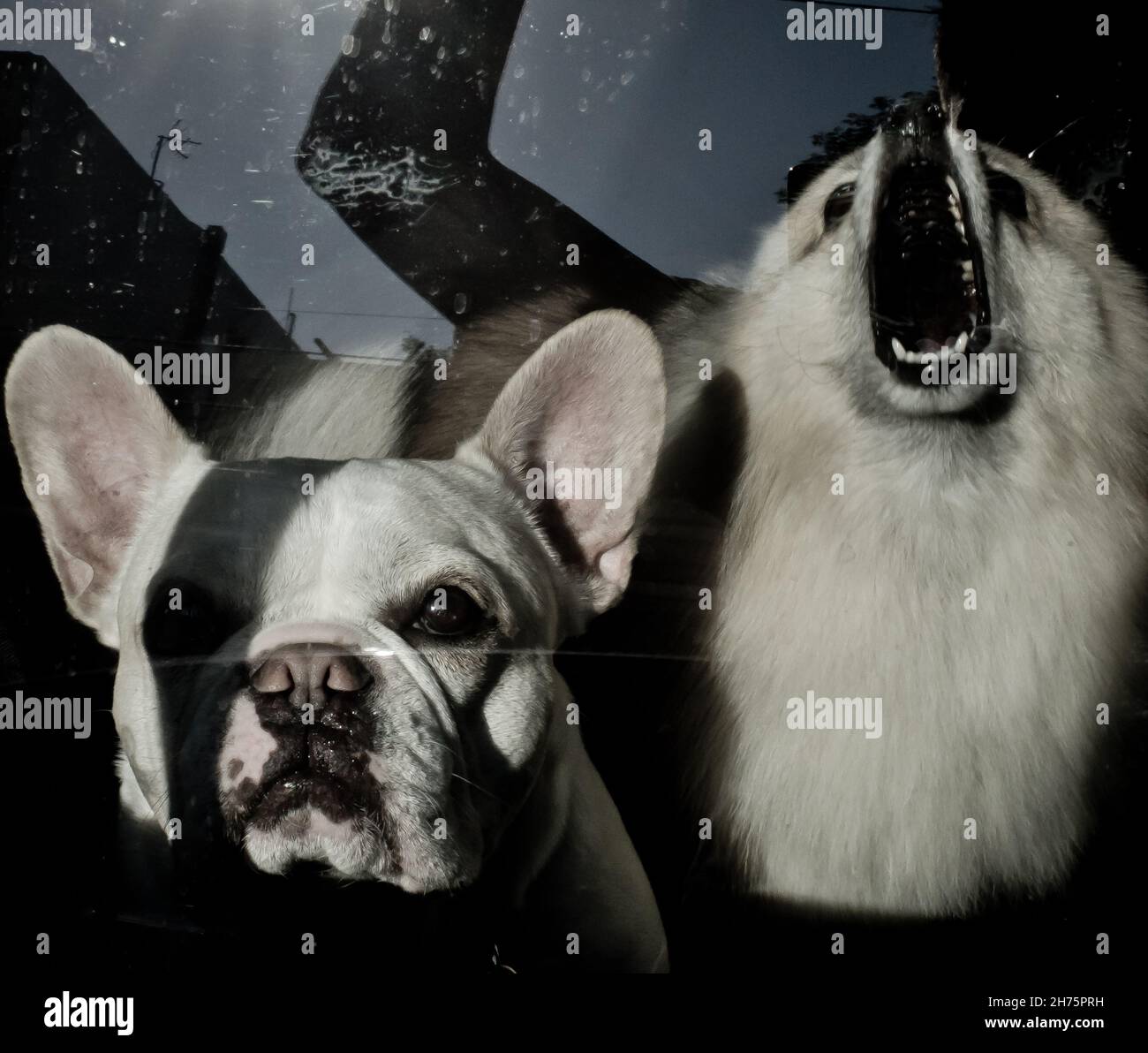 Animal animales perro hi-res stock photography and images - Alamy