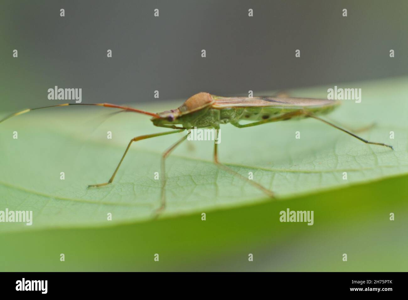 Trigonotylus ruficornis hi-res stock photography and images - Alamy