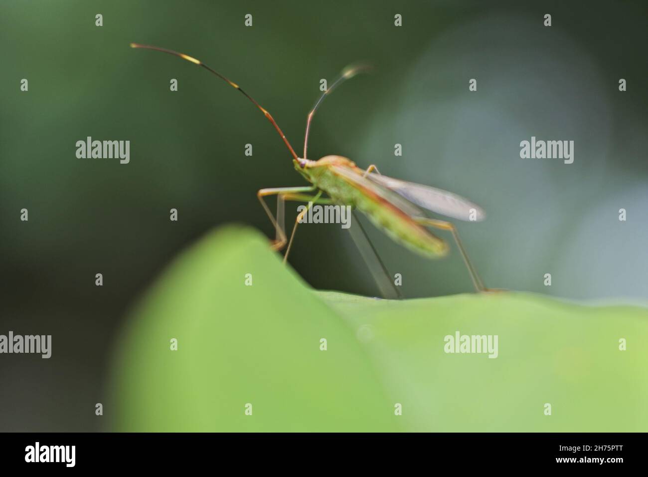 Trigonotylus ruficornis hi-res stock photography and images - Alamy