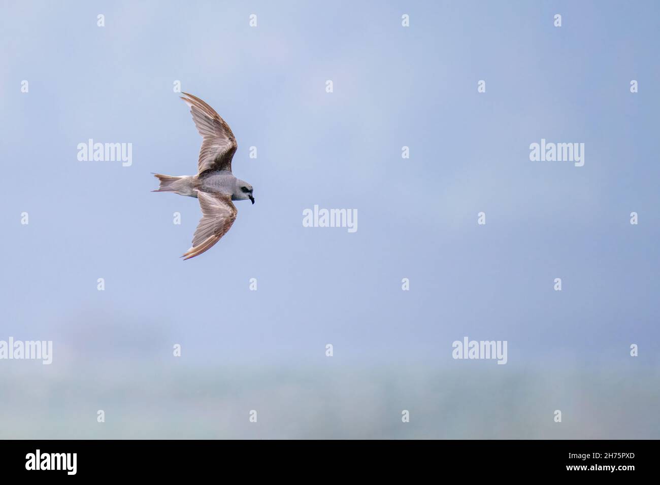 Fork-tailed Storm-Petrel Hydrobates furcatus Homer, Alaska, USA 13 ...