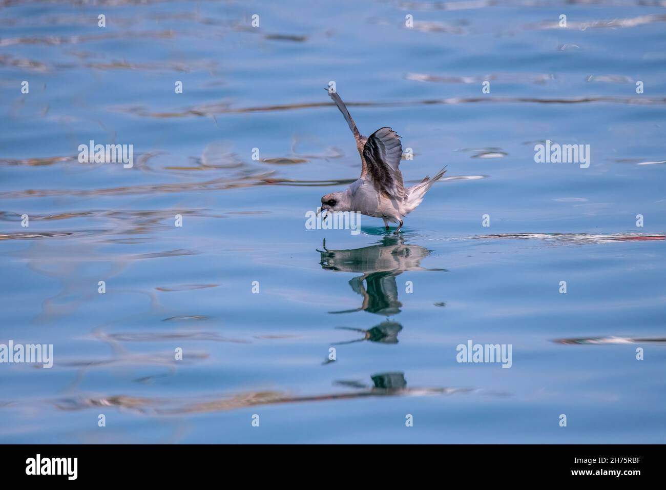 Hydrobates furcatus hi-res stock photography and images - Alamy