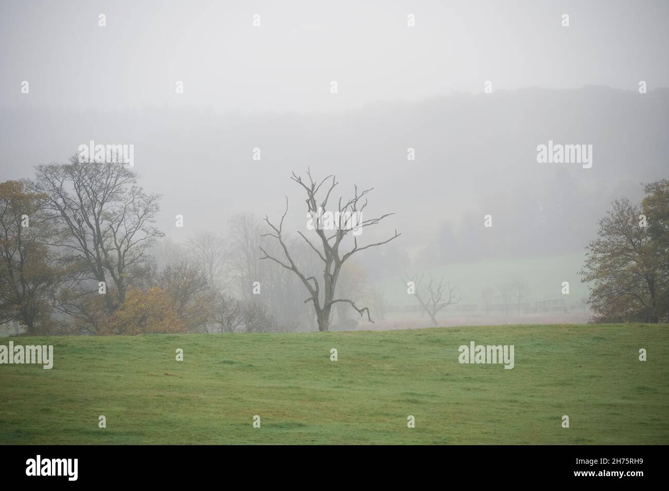 Single oak tree alone on rural famers field Stock Photo - Alamy