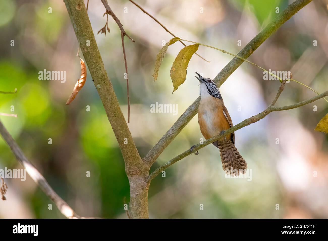 Happy Wren Pheugopedius felix Vallarta Botanical Garden, Jalisco ...