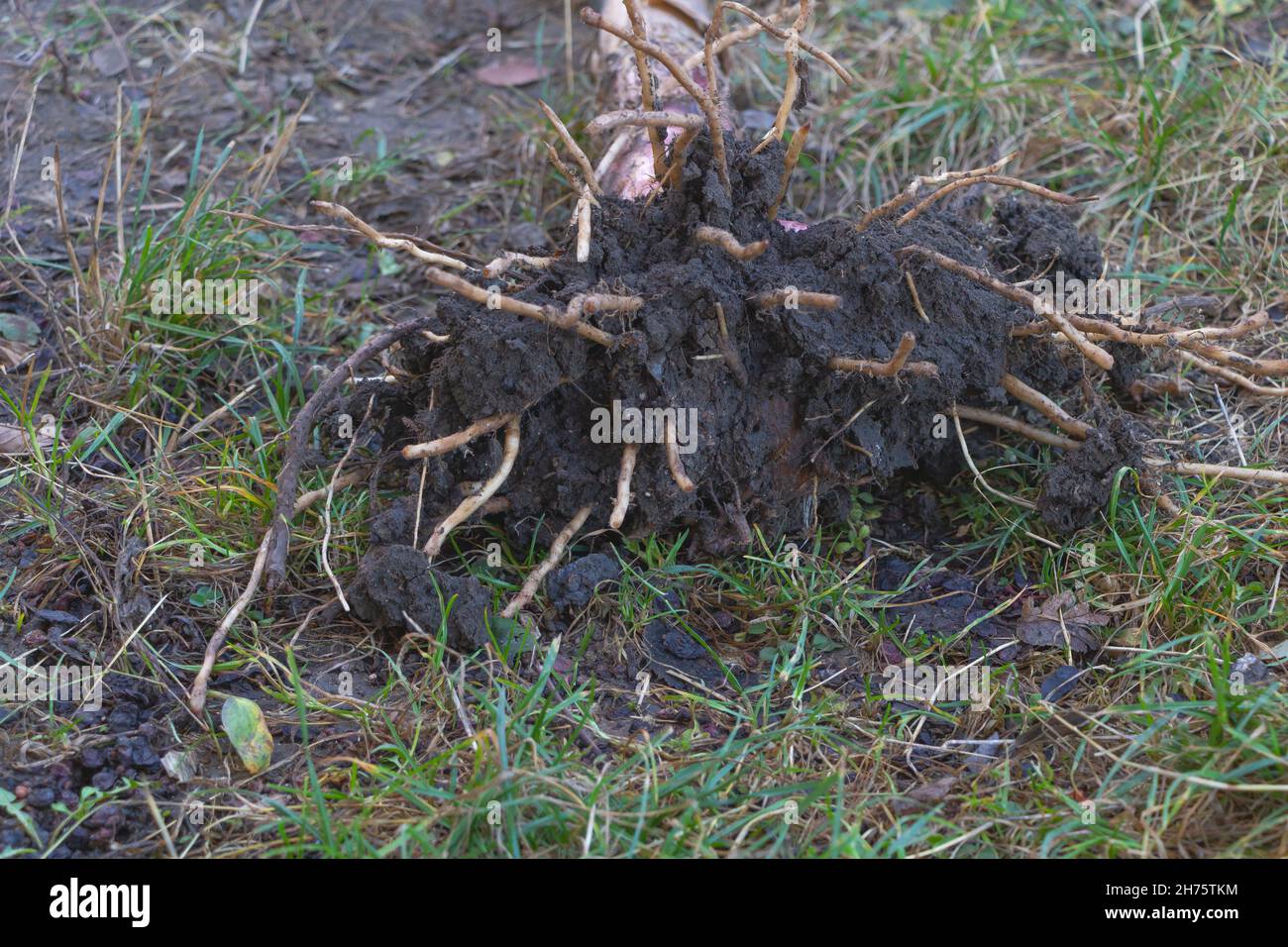 Banana tree roots in the grass background close up- planting banana ...