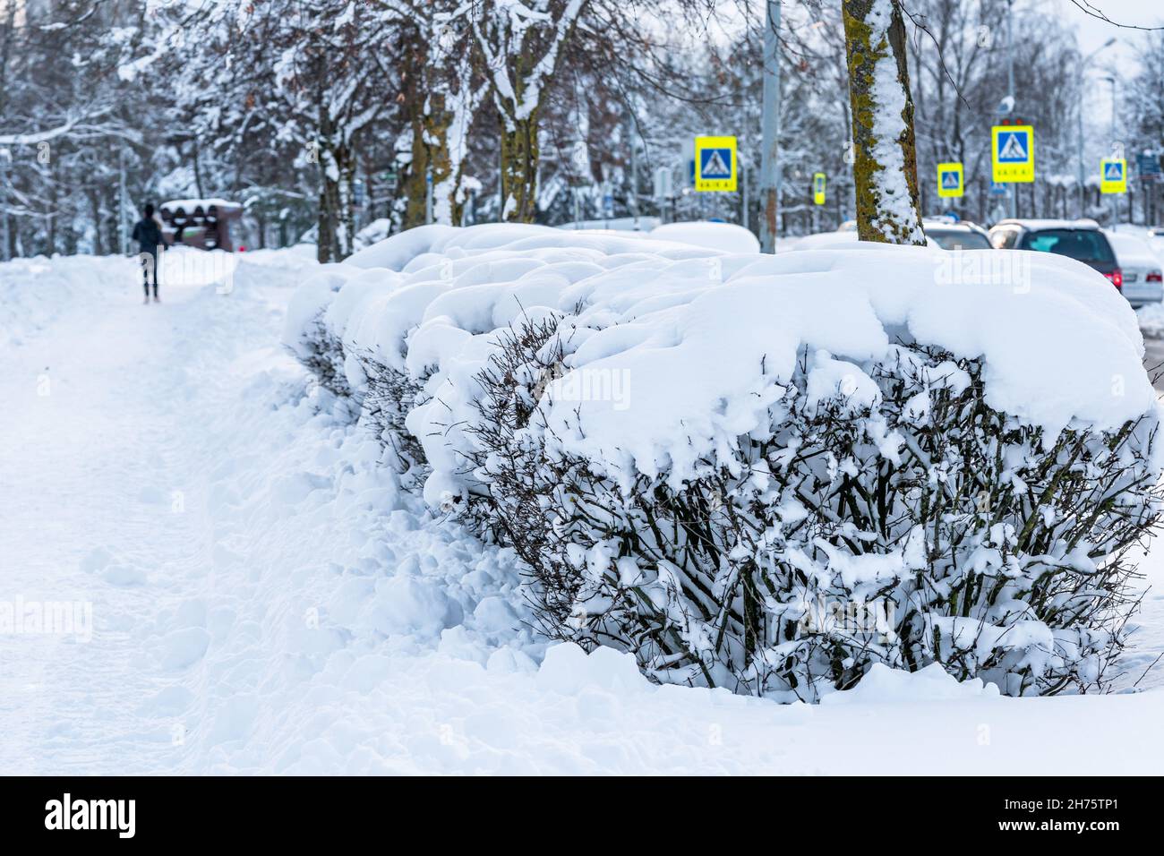 unrecognizable person walks on a snowed sidewalk with traffic signs in ...